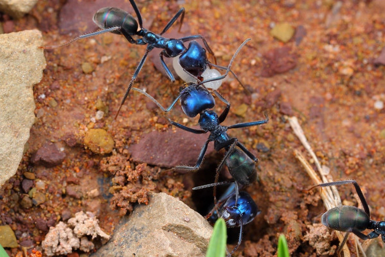 Home - Ant Farms Calgary