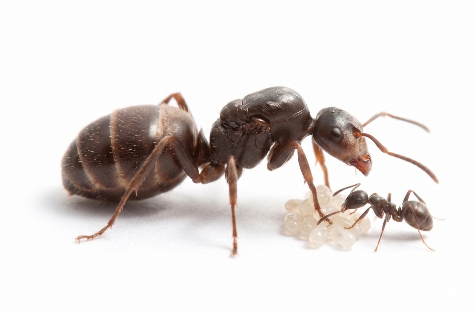 Lasius neoniger (queen, 10+ workers, eggs) - Ant Farms Calgary